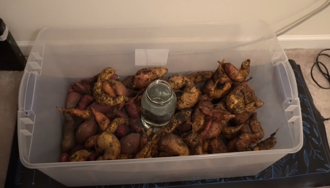 How Long Can Sweet Potatoes Last With Proper Storage?