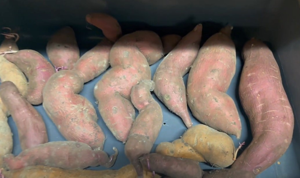 How Long Can Sweet Potatoes Last With Proper Storage?